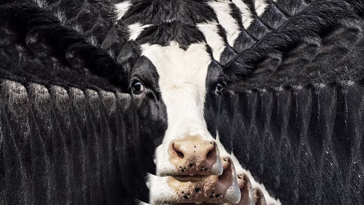 Americans Are All In on Cow-Based Wellness - The Atlantic