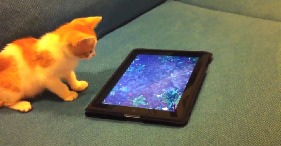 Fauna: Animals Playing With iPads - The Atlantic
