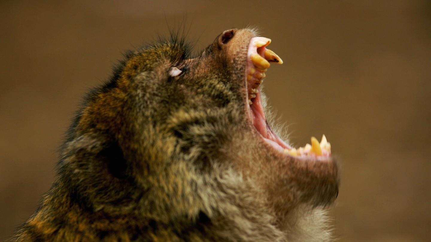 Peter Ungar, the Author of 'Evolution's Bite,' on Teeth History - The ...