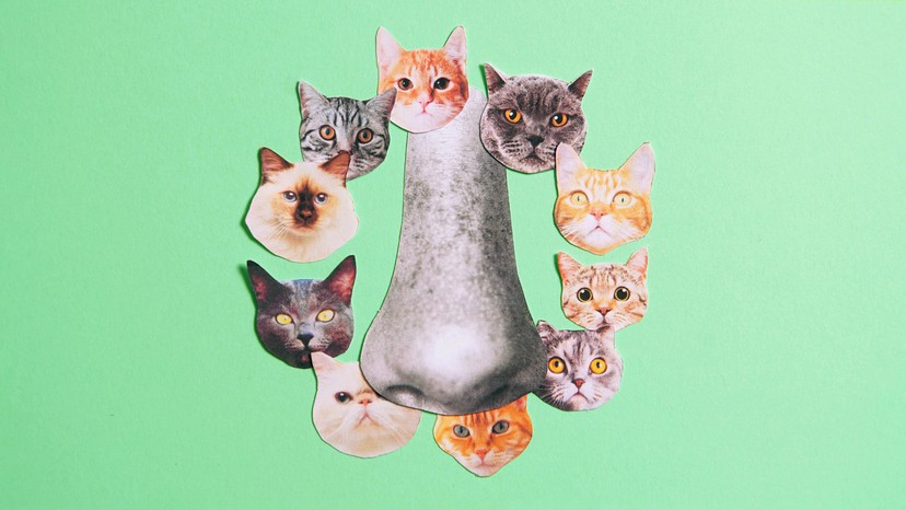 Why Do Some Allergies Go Away While Others Don’t? - The Atlantic