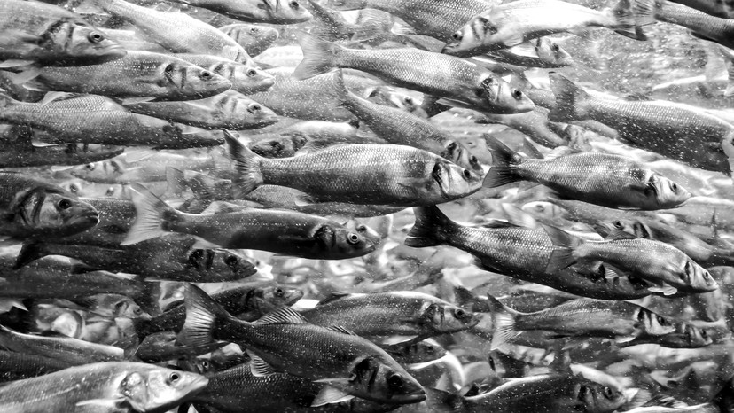 Why Sea Creatures Migrate to the Surface Every Night - The Atlantic